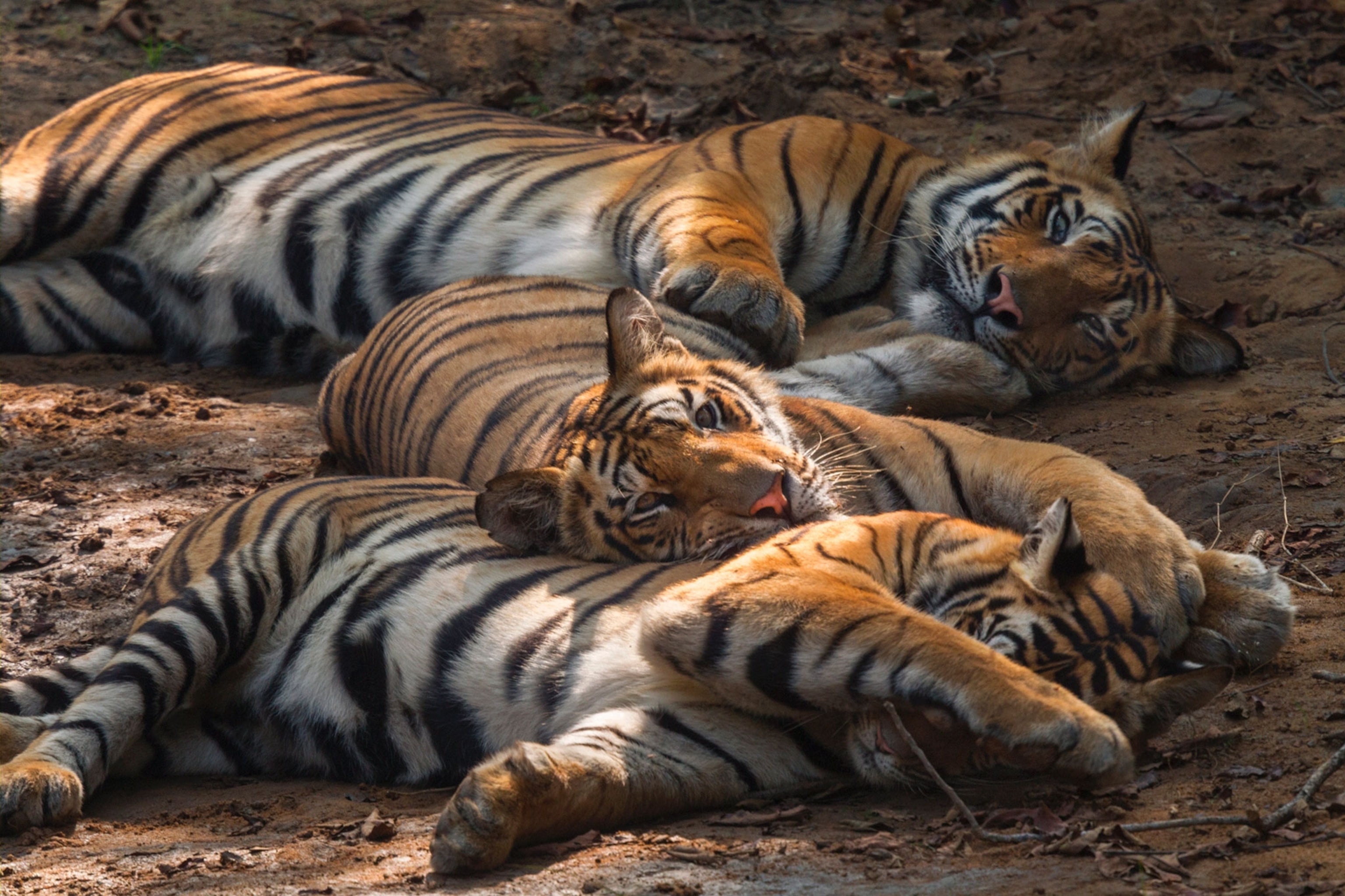 Pictures of Tigers Show Their Power and Beauty