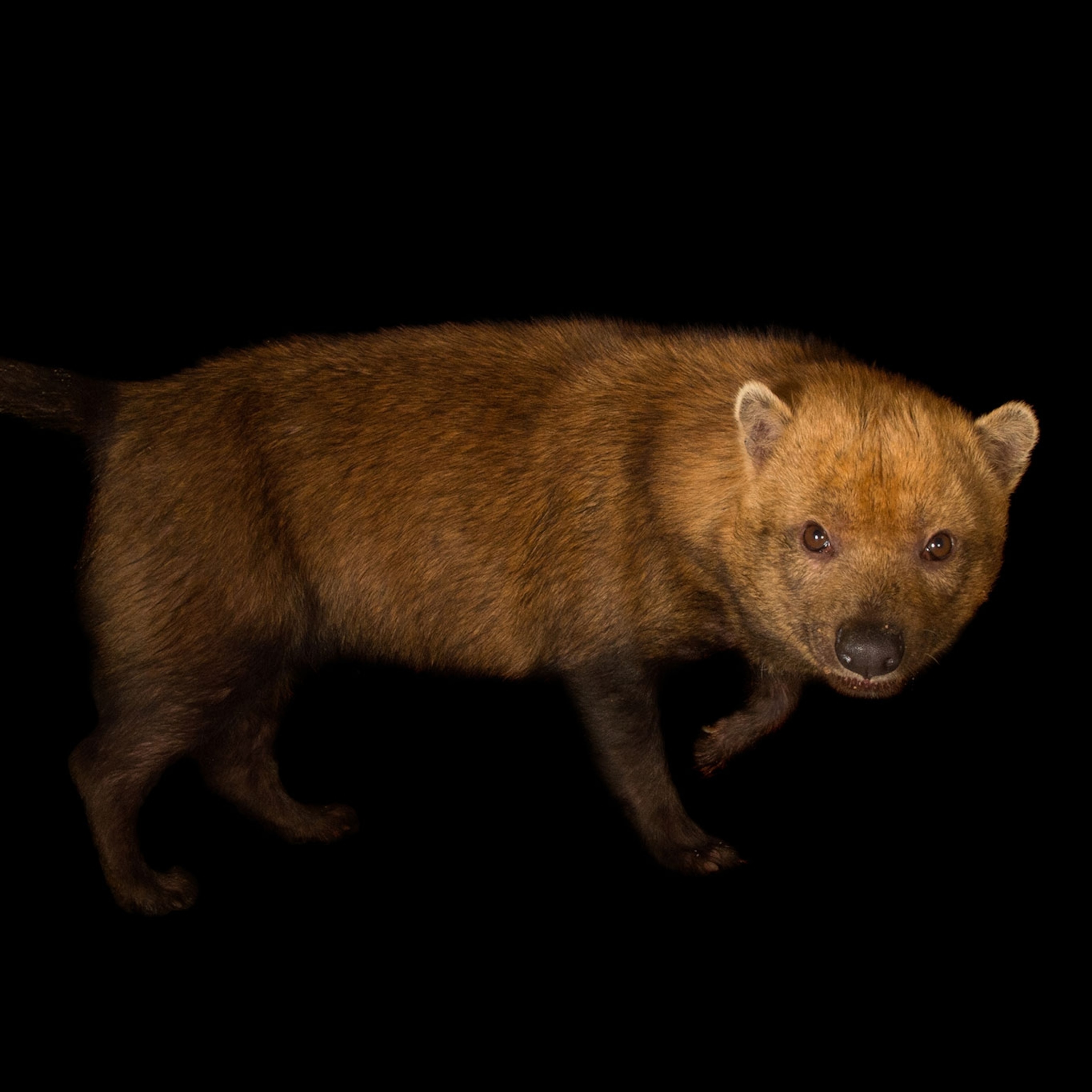 Is A Bush Dog A Dog
