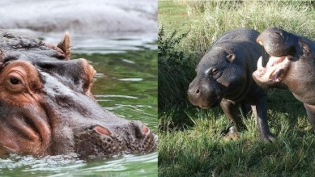 Of Fossil Ghosts and Hippos Past | National Geographic