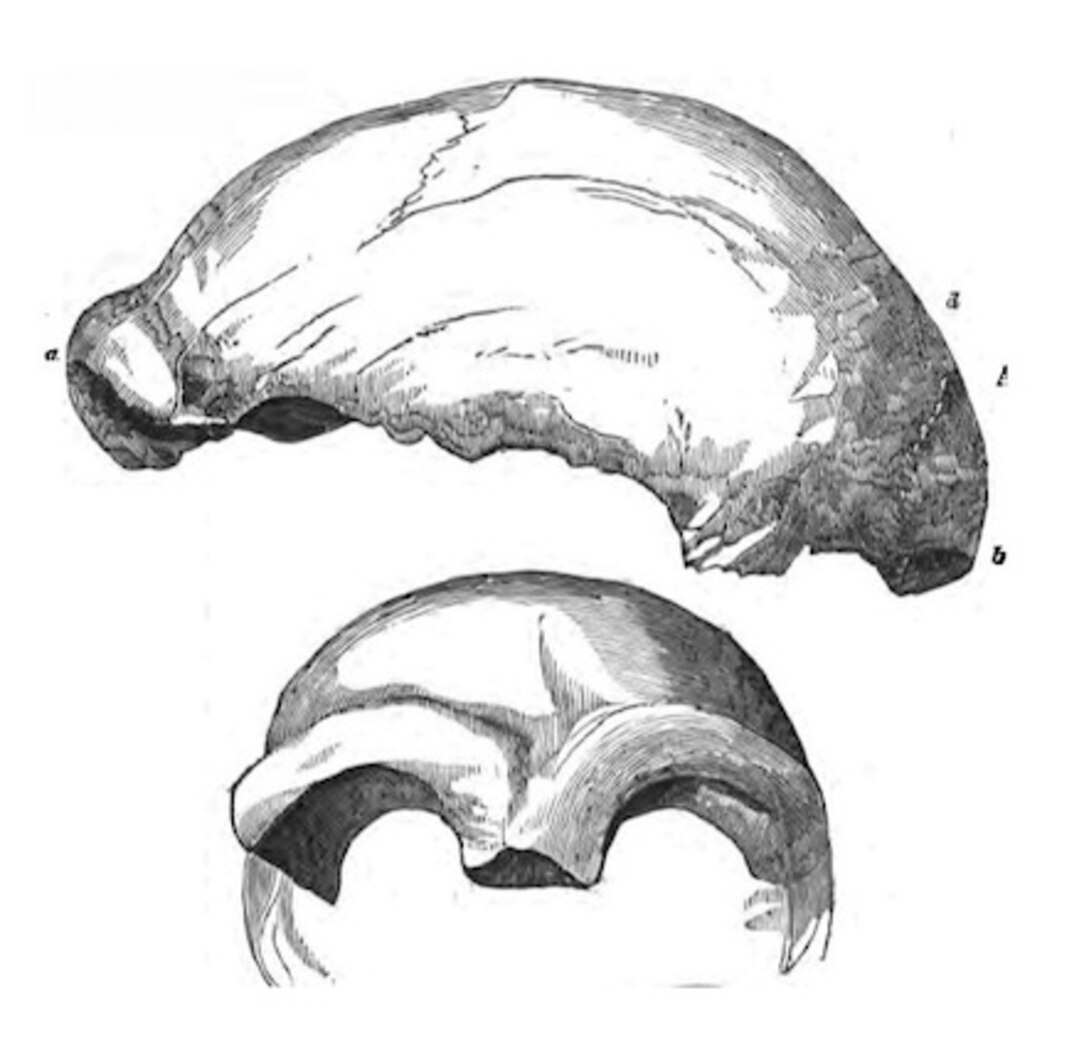 Homo Neanderthalensis Skull Drawing