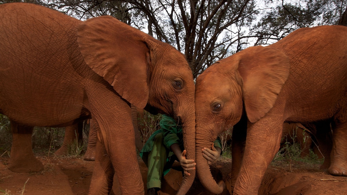 Cancer Rarely Strikes Elephants. New Clues Suggest Why. | National ...