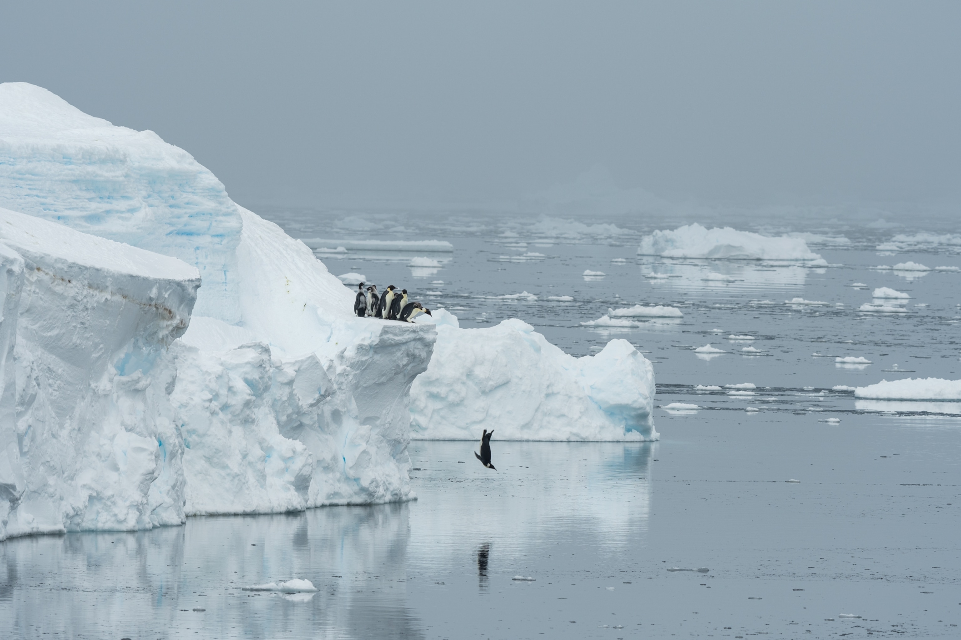 As ice melts, emperor penguins march toward extinction