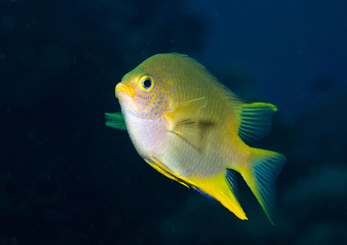 Fish Can Recognize Faces, a Surprisingly Human Skill