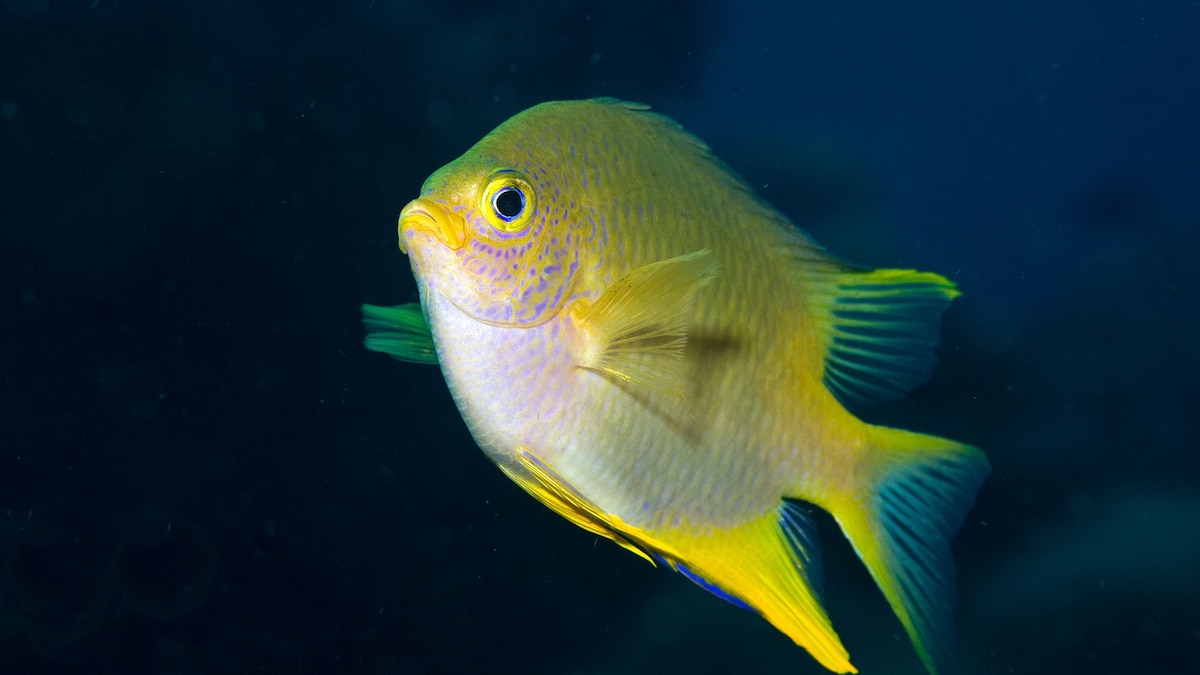 Fish Can Recognize Faces, a Surprisingly Human Skill | National Geographic