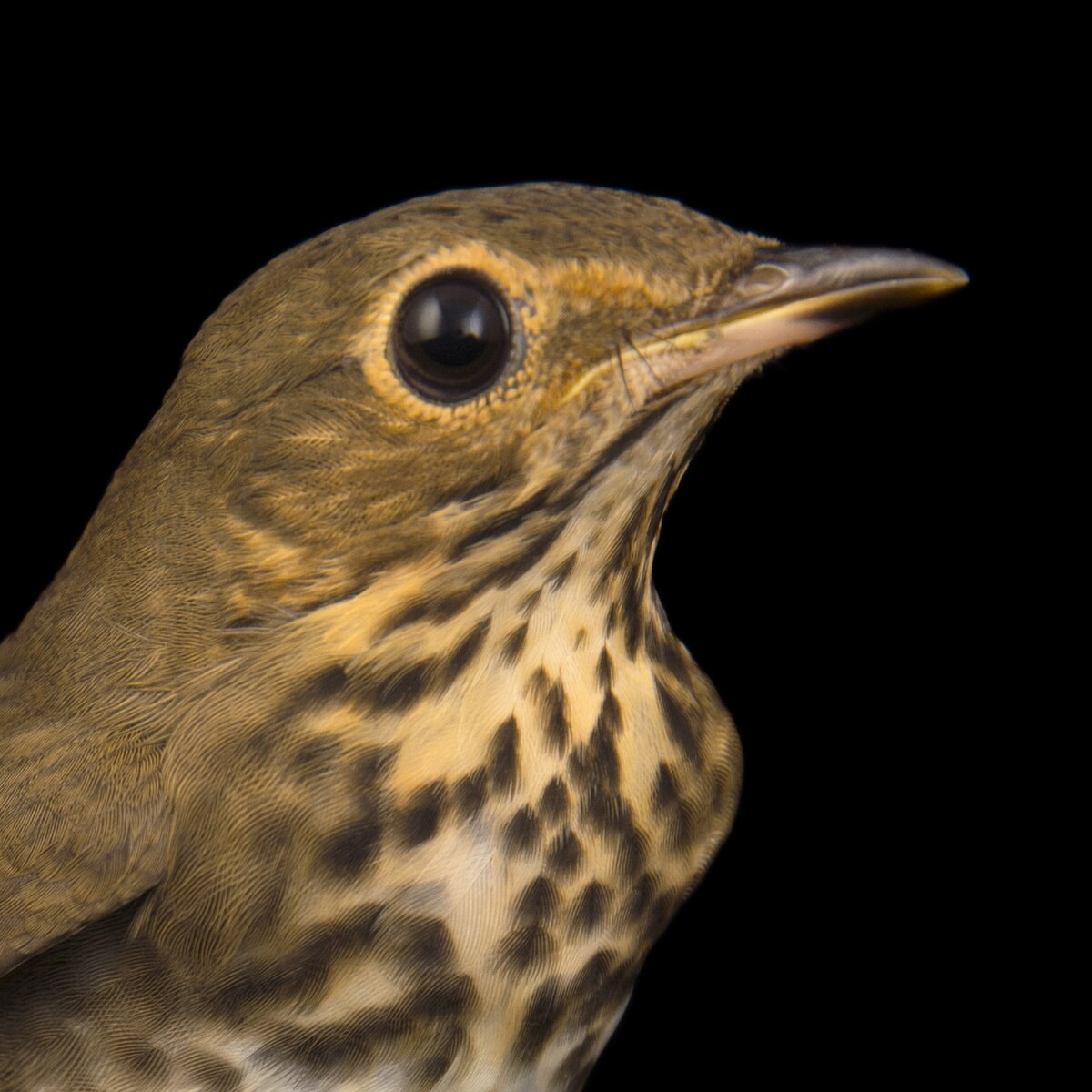 Swainson’s Thrush | National Geographic