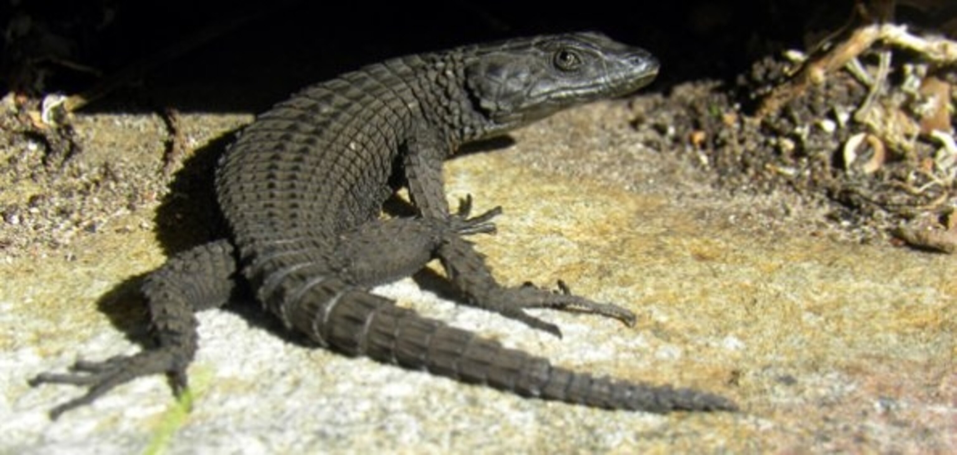 Photo safari – black girdled lizard | National Geographic