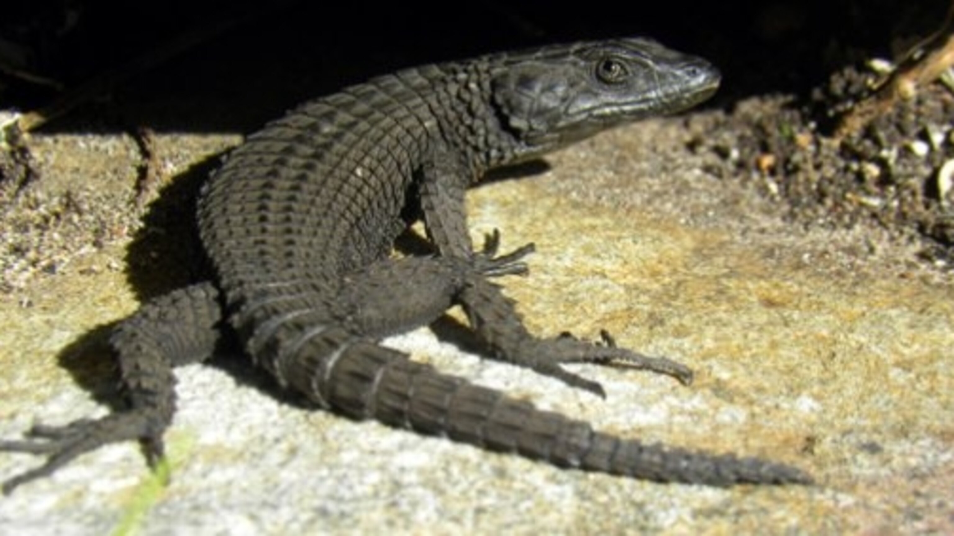 Black Girdled Lizard