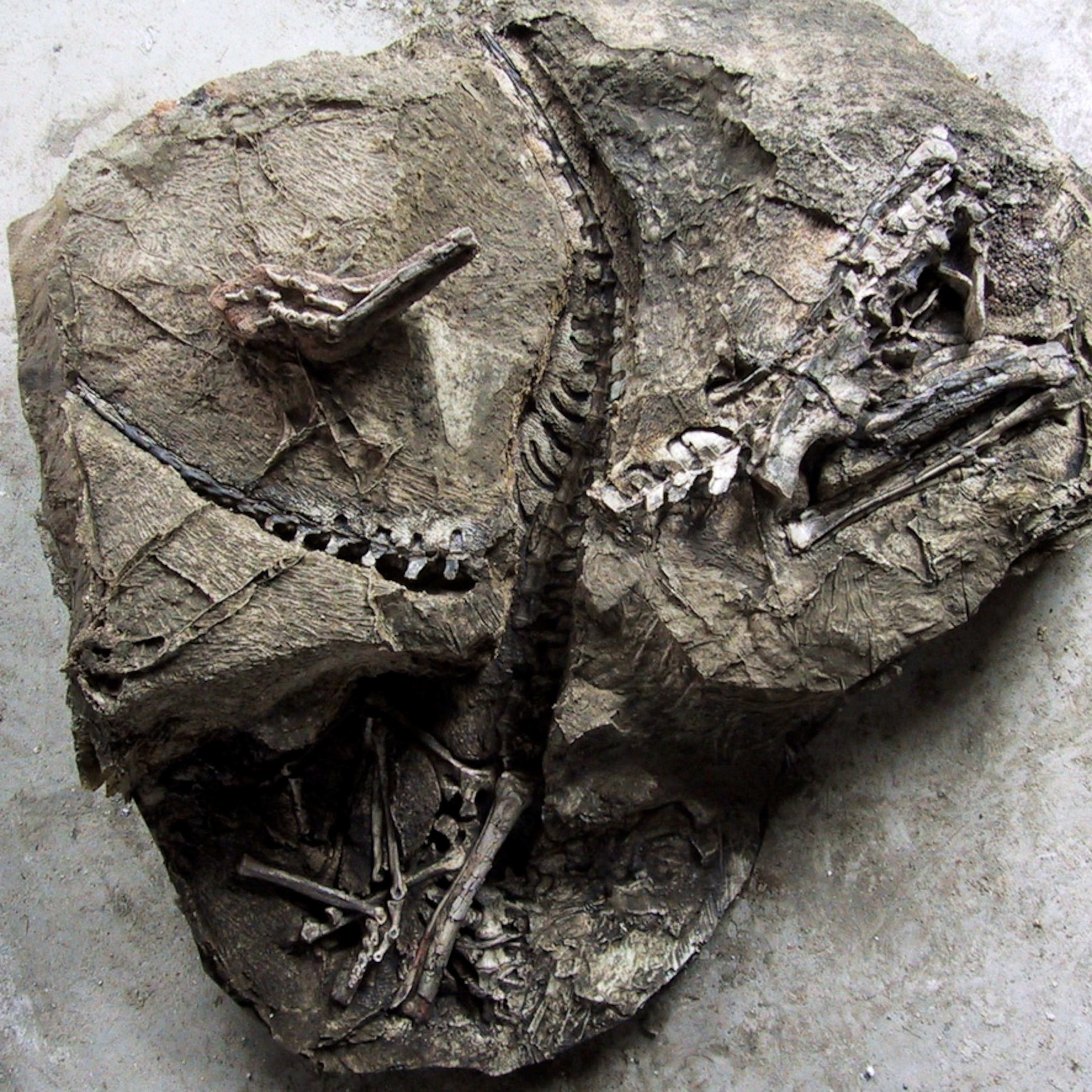 Pictures: Dinosaur "Death Pits" May Be Fossil Footprints