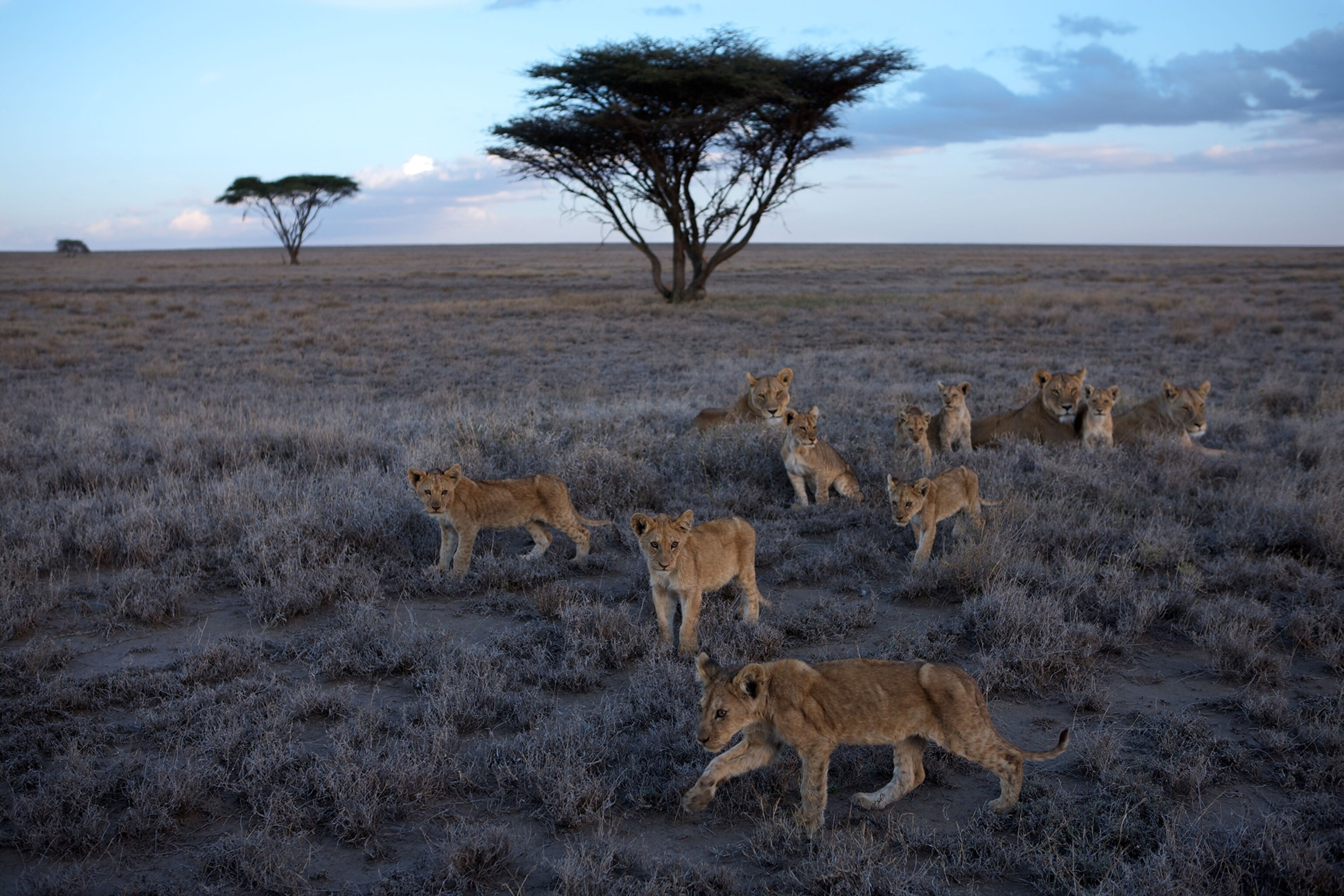 What are the Big Five of Africa?