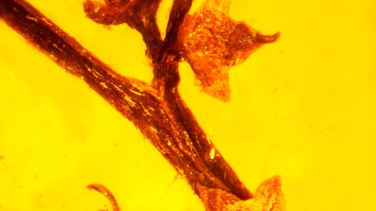 Oldest Known Fossil Of Flowering Plant Sex Found In Amber