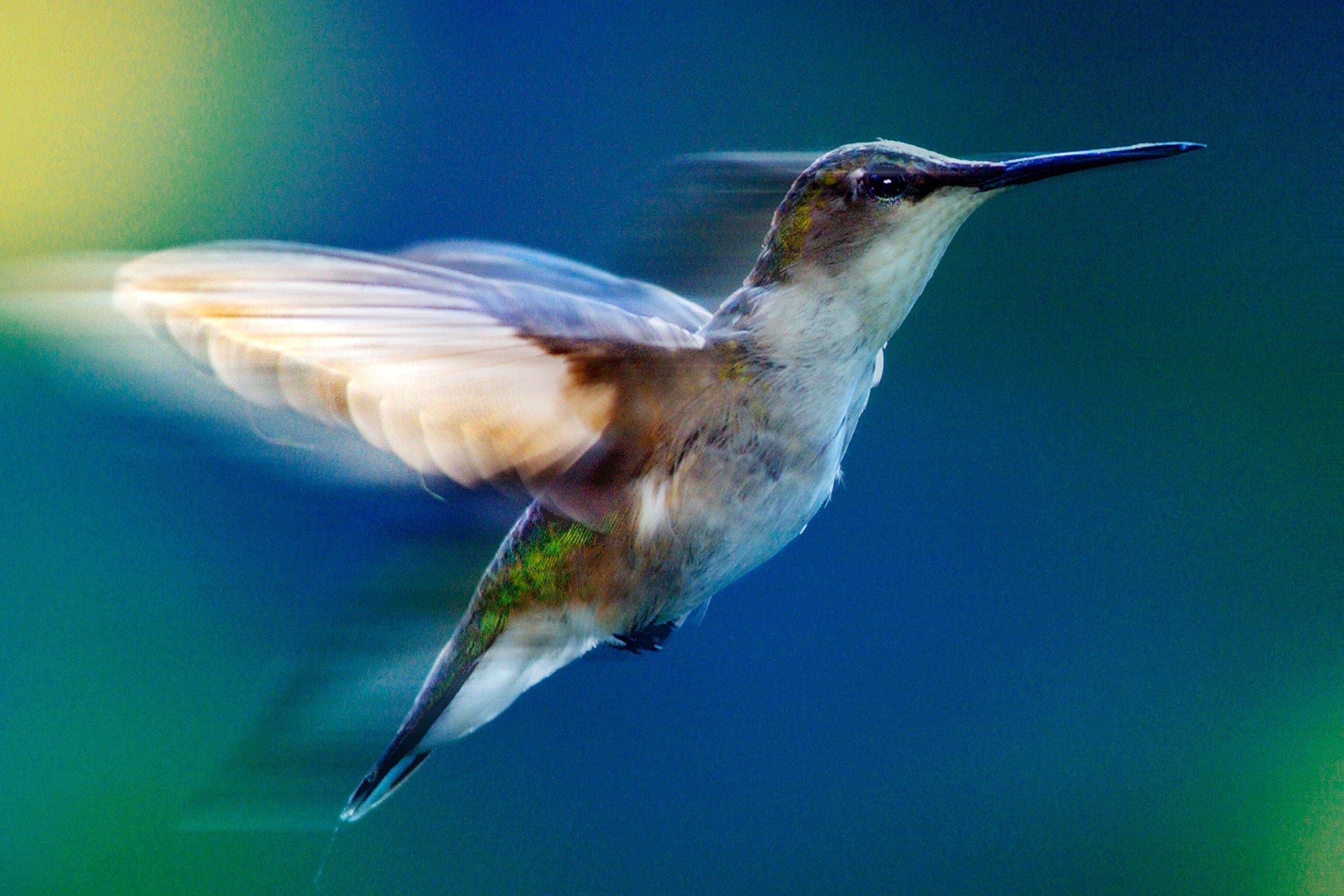 Hollywood's Hummingbird Rehabber Tells All