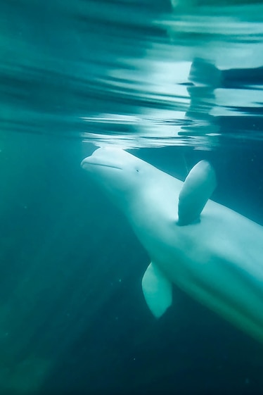 The strange saga of Hvaldimir the ‘Russian spy whale’