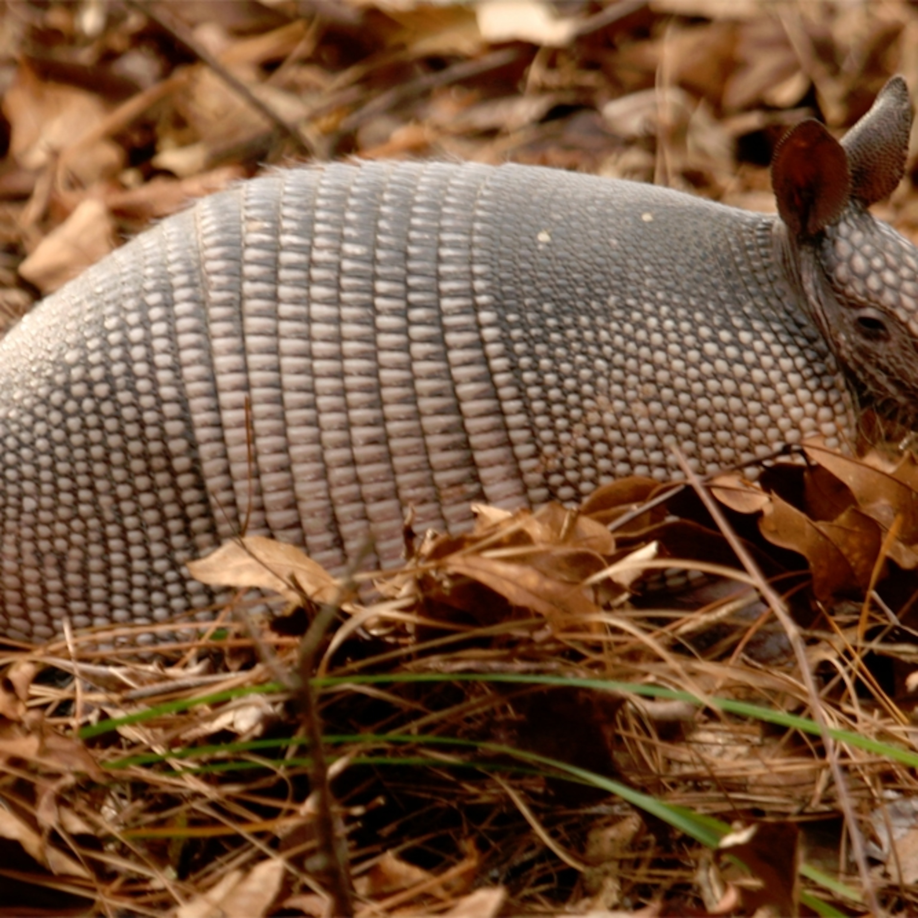 Ninebanded Armadillo Dasypus Novemcinctus Xenarthra Get To Know The