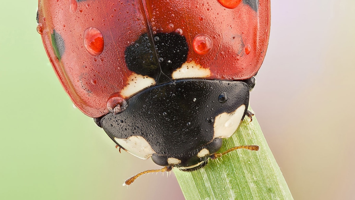 Can humans really smell insects? The truth about the viral debate ...