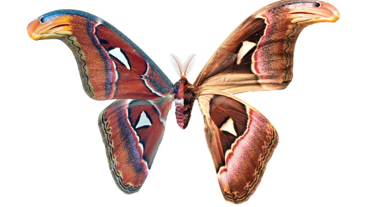 These Butterfly Wings Are Beautiful for a Reason | National Geographic