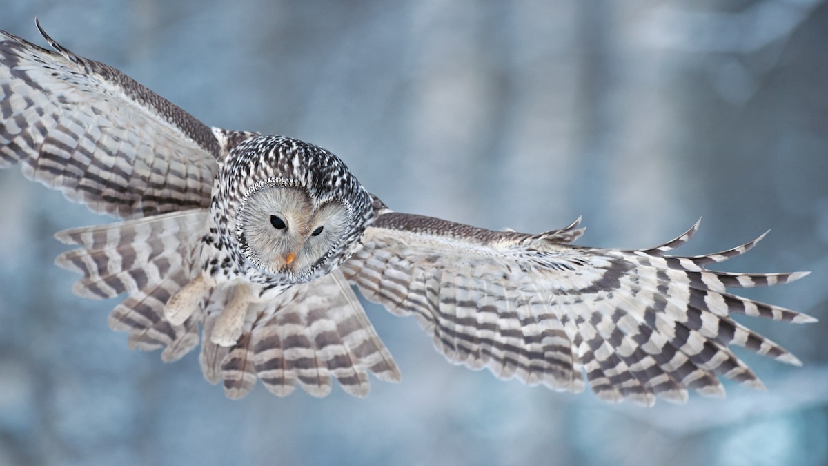 Ural Owls | National Geographic
