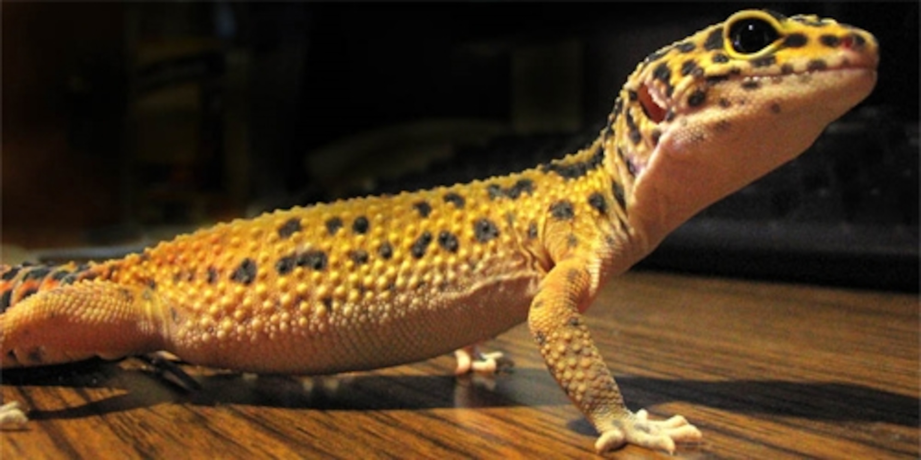 The dance of the disembodied gecko tail