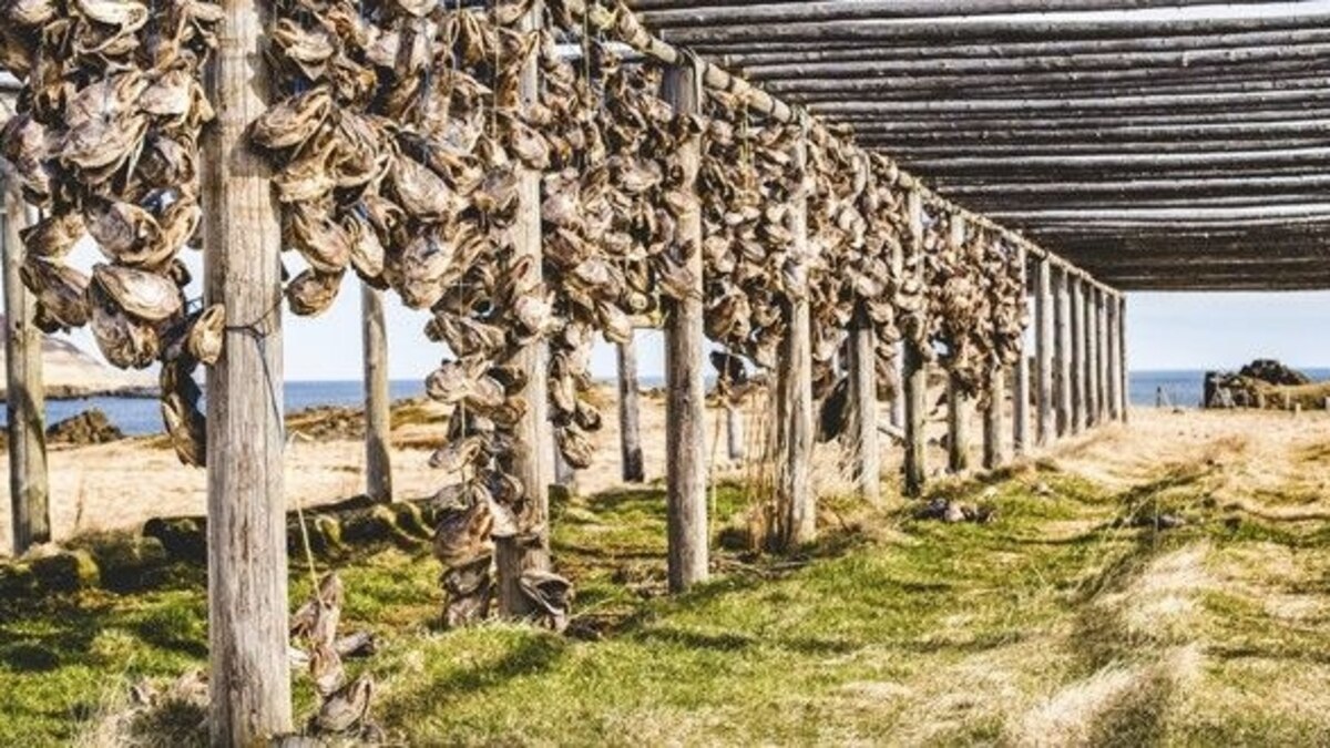 How the Icelandic are embracing the island's native ingredients ...