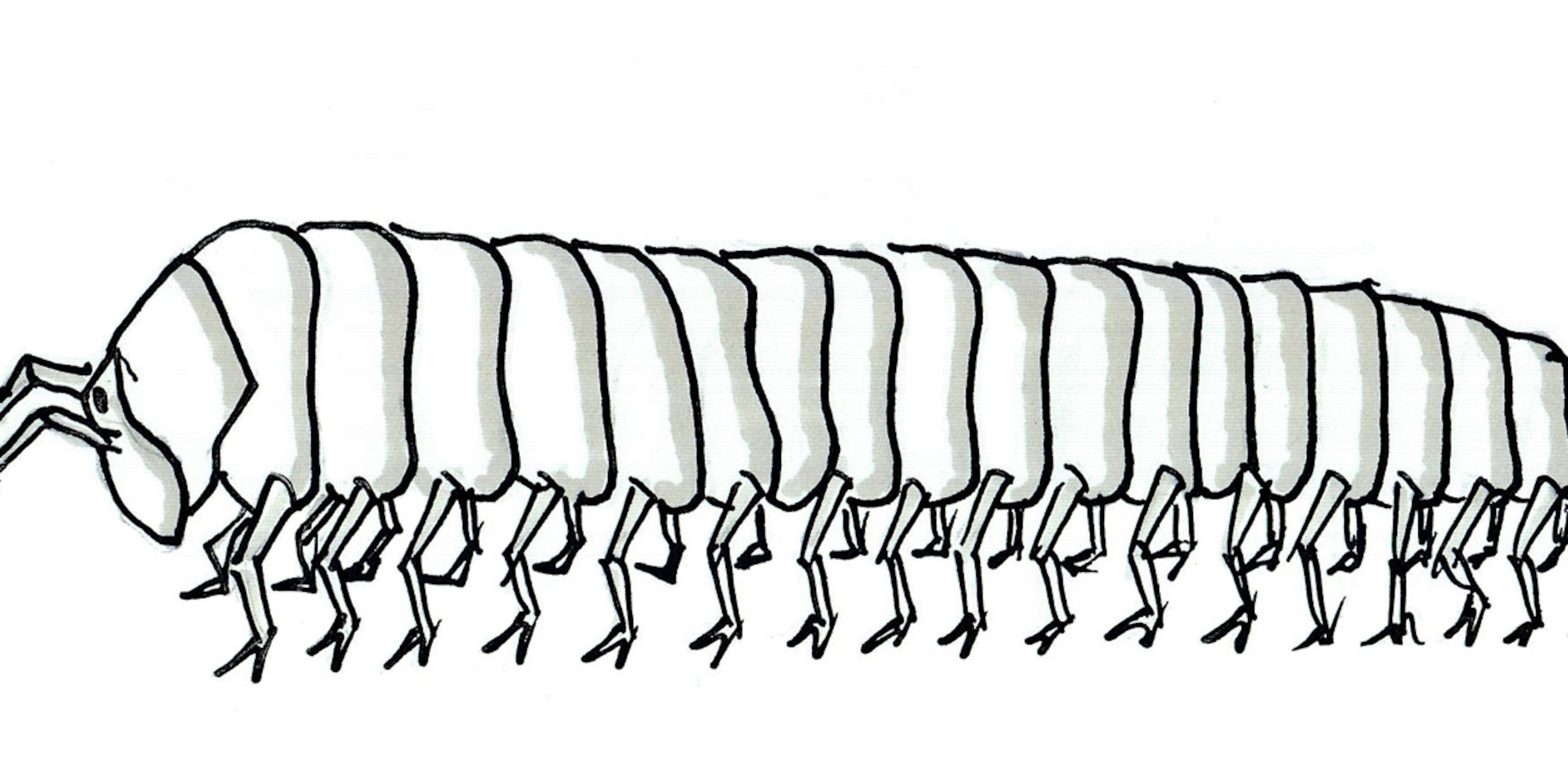 Whoops! A Millipede Toddler Learns to Walk