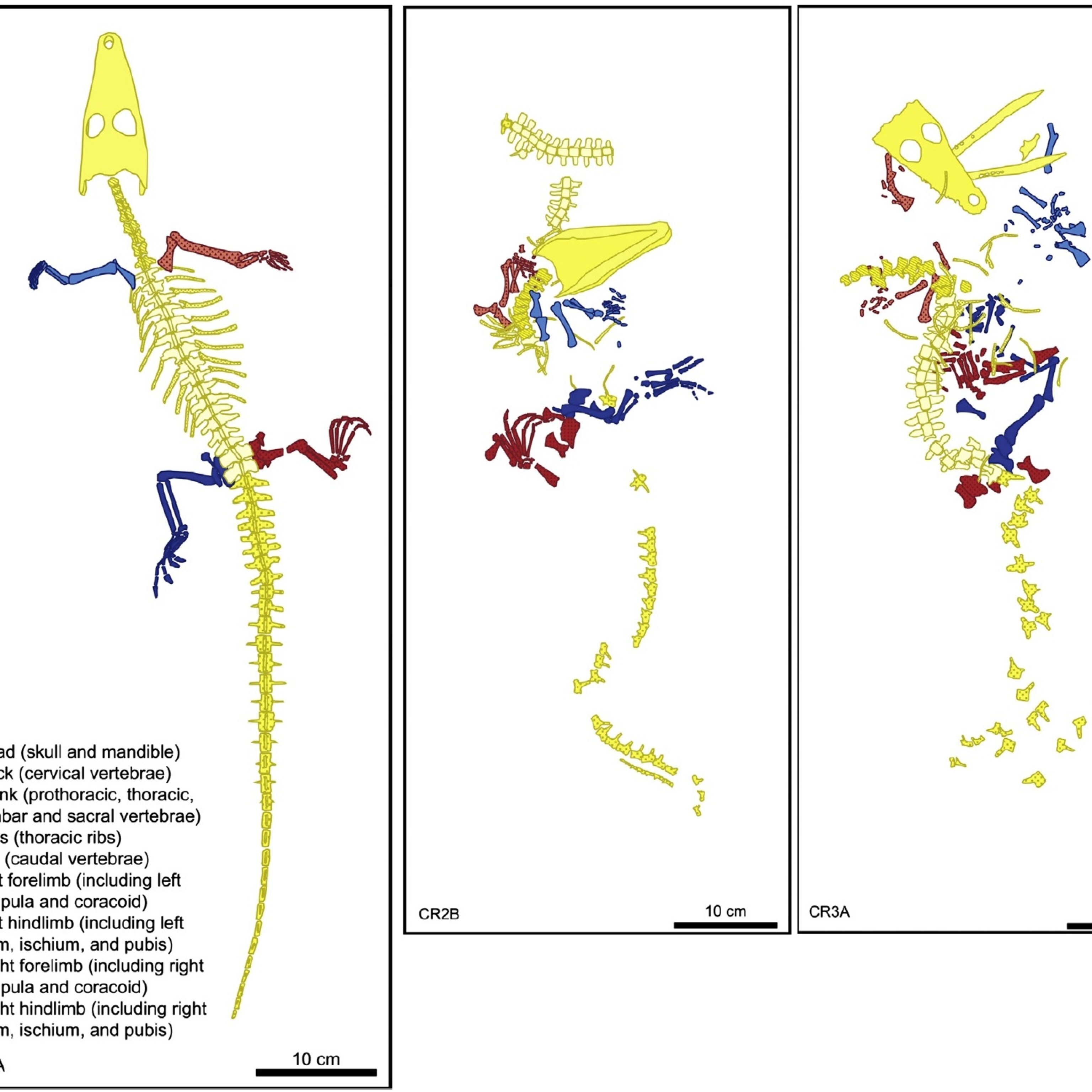 Deconstructing a Crocodile