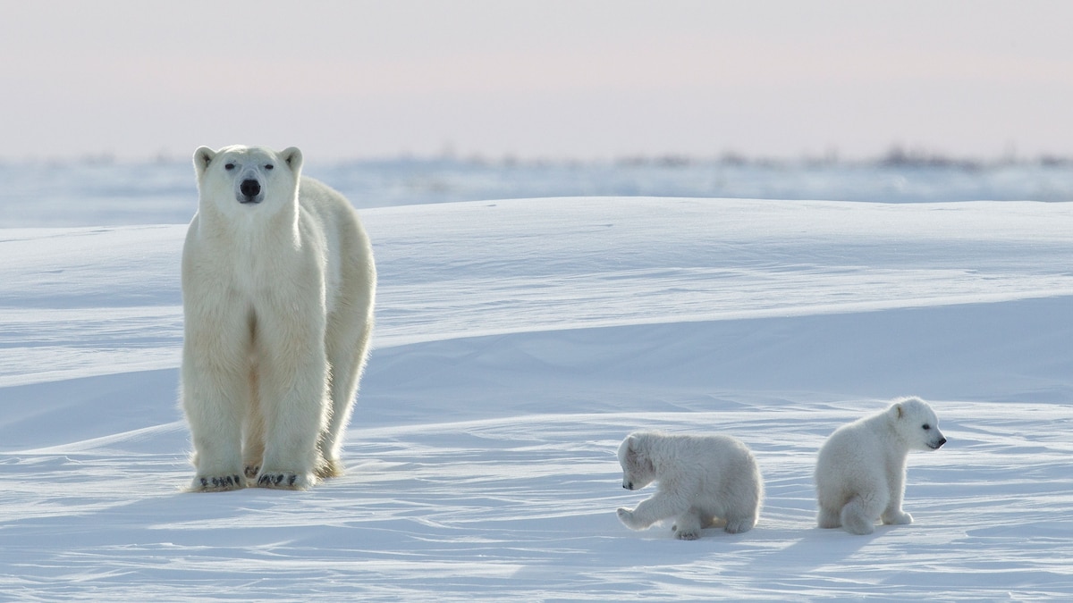 Manitoba Travel Guide | National Geographic