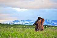 Pizzly Bear National Geographic Pizzly Bear National Geographic