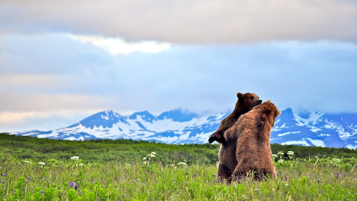 Alaskan Brown Bear Pictures - National Geographic | National Geographic