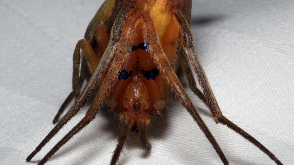This Never Before Seen Spider Looks Like a Leaf | National Geographic