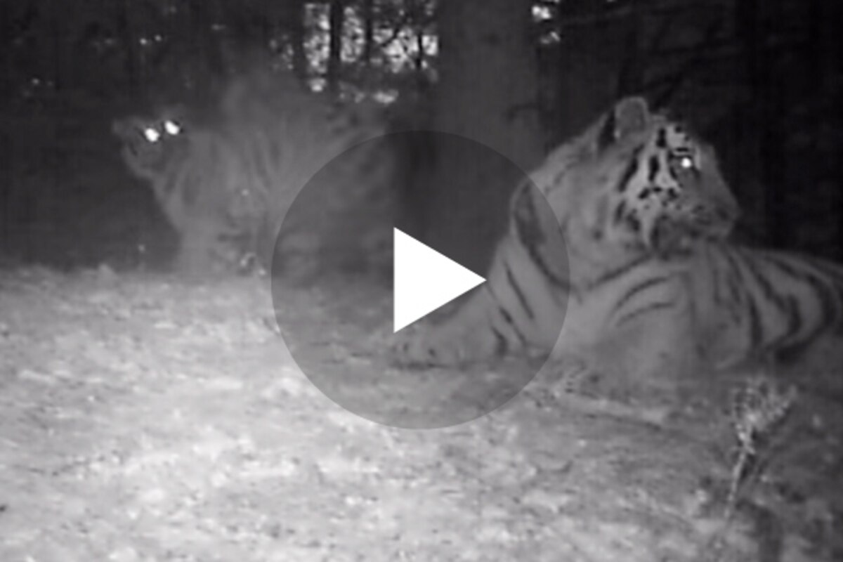 Watch: Rare Tiger Family Caught on Video in China