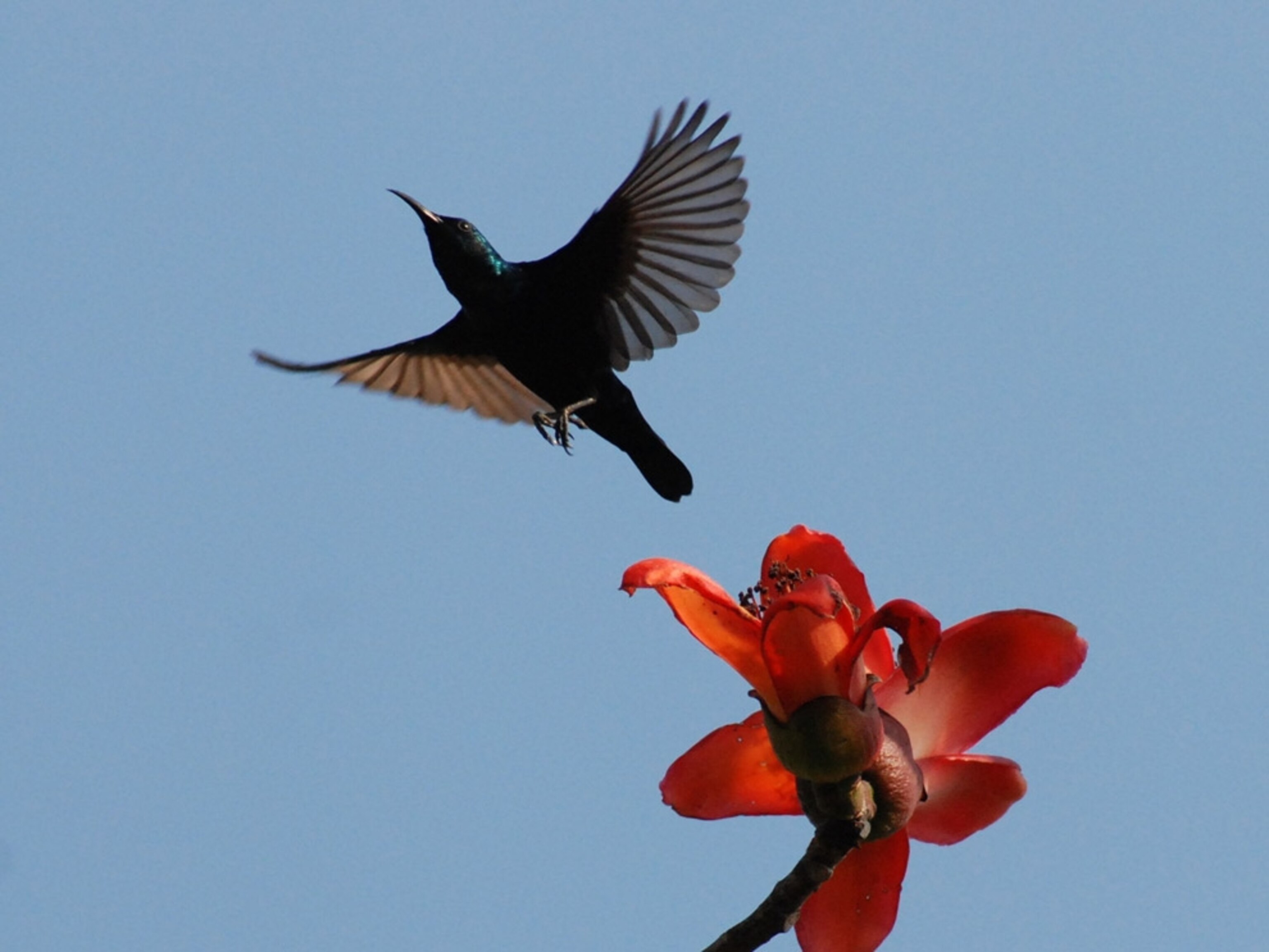 Songbird Pictures - National Geographic