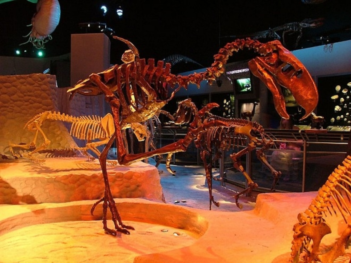 Terror Birds Ain’t What They Used to Be – A Titanis Take-Down