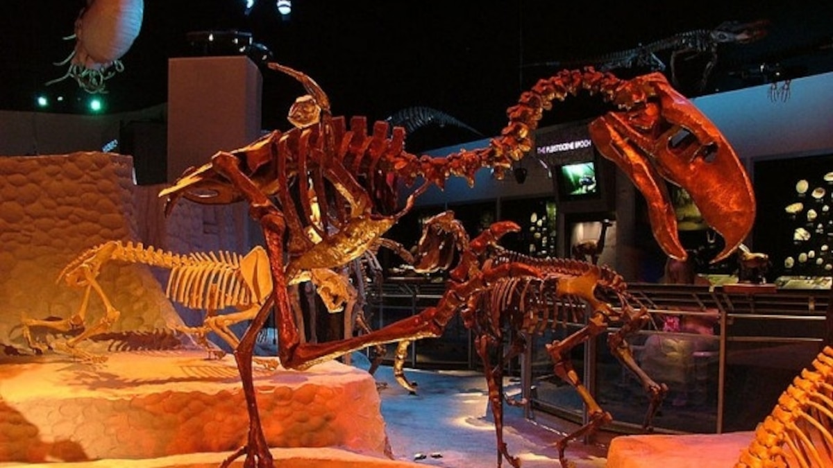 Terror Birds Ain’t What They Used to Be – A Titanis Take-Down