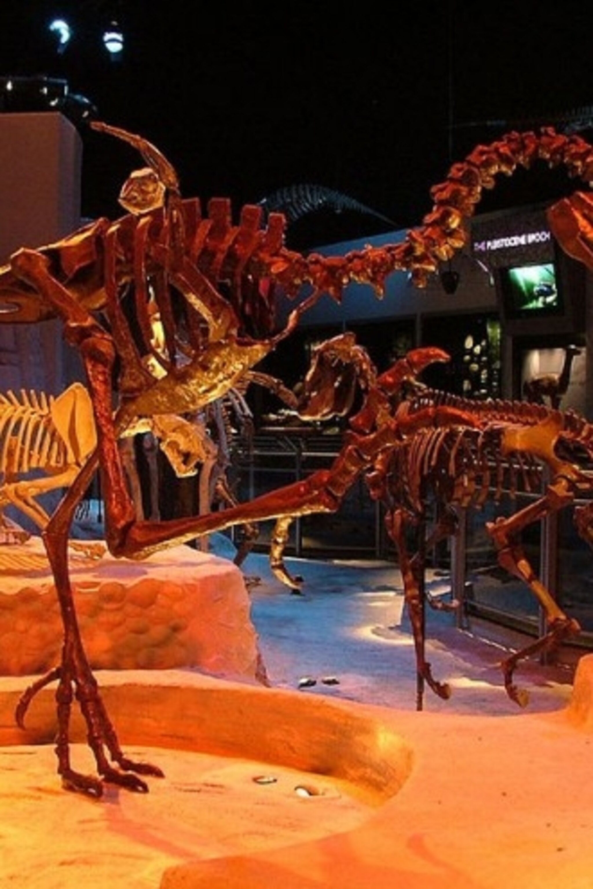 Titanis Skeleton