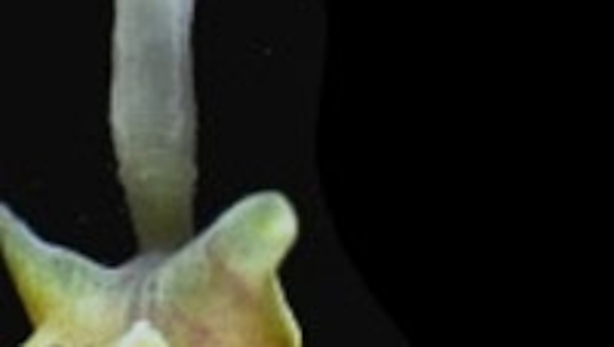 Ever since there have been whales, there have been Osedax worms eating ...
