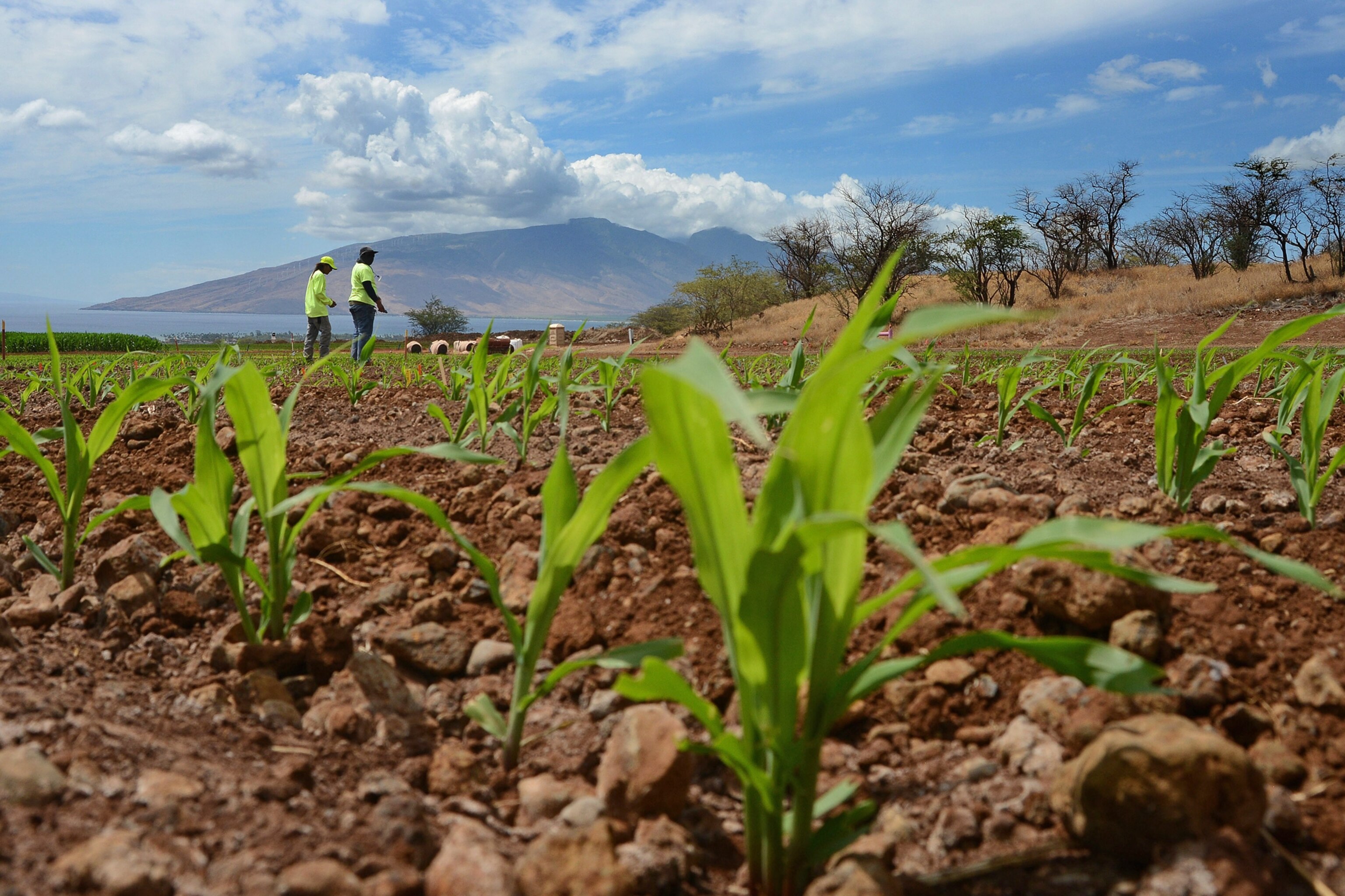 GMO Food Critics See Losses at Ballot Box—and a More Hostile Congress