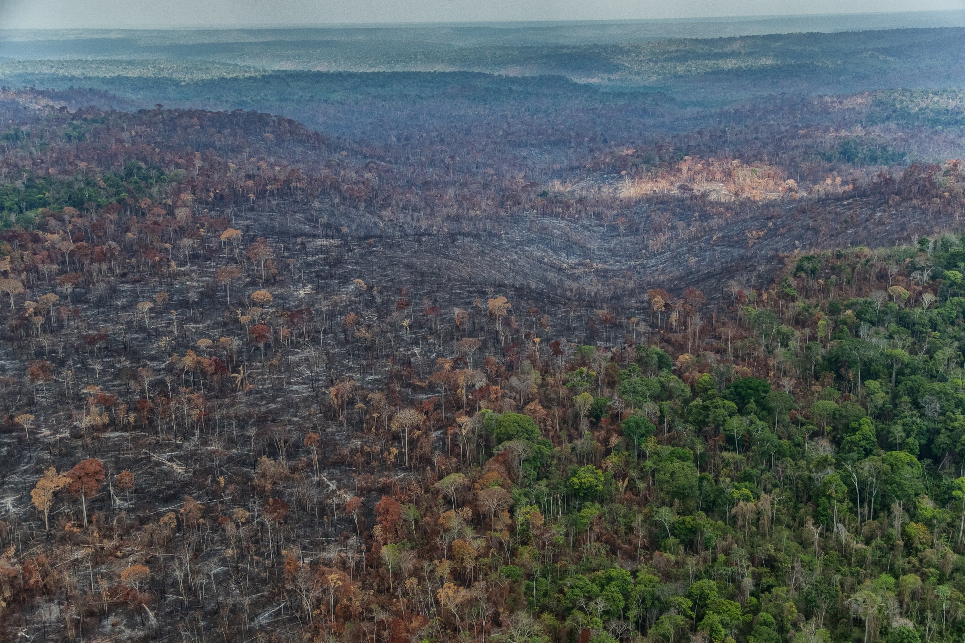 As the Amazon burns, cattle ranchers are blamed. But it’s complicated.