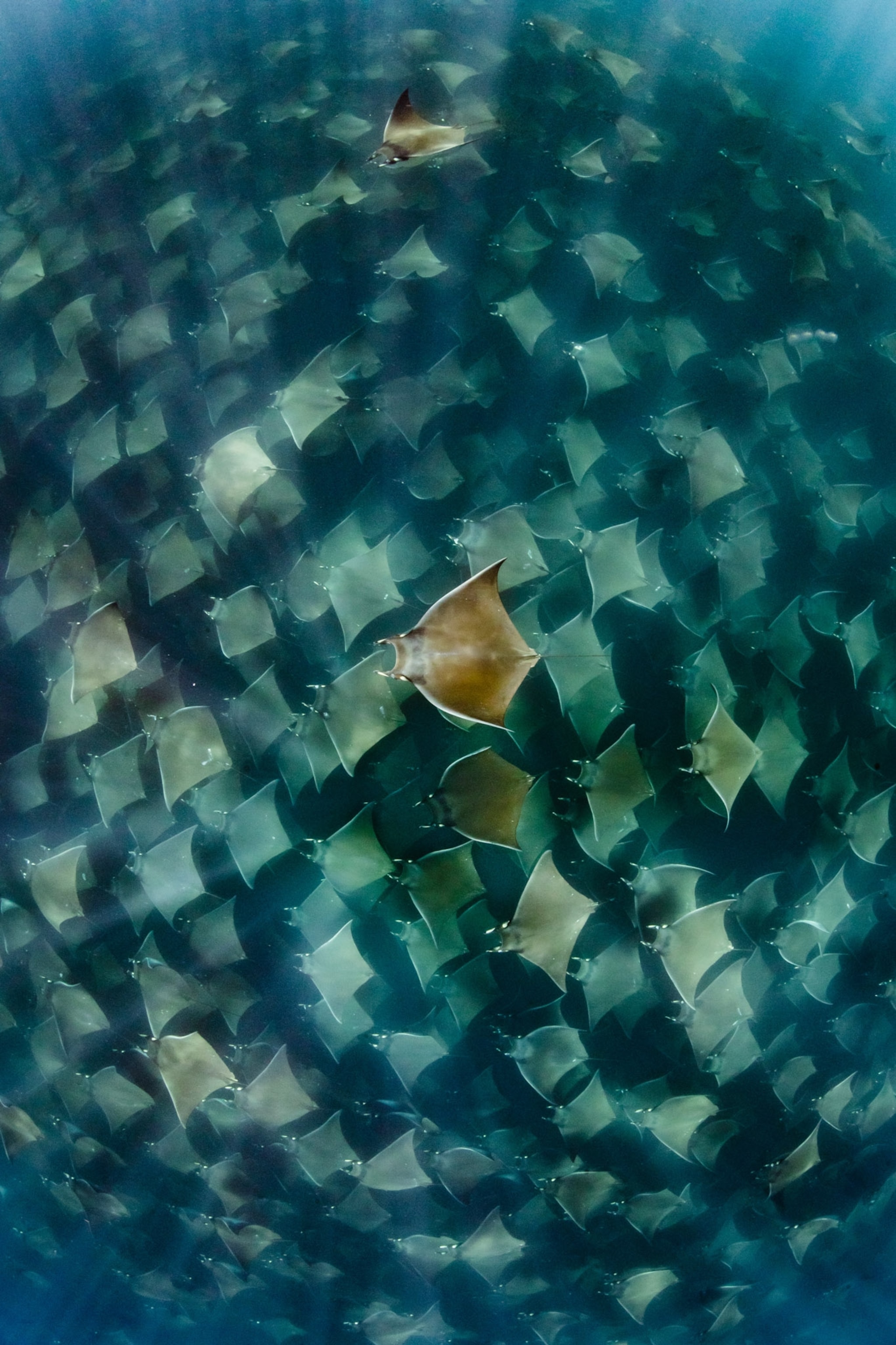 122 devil rays joined in a wild mating ritual that lasted for hours ...