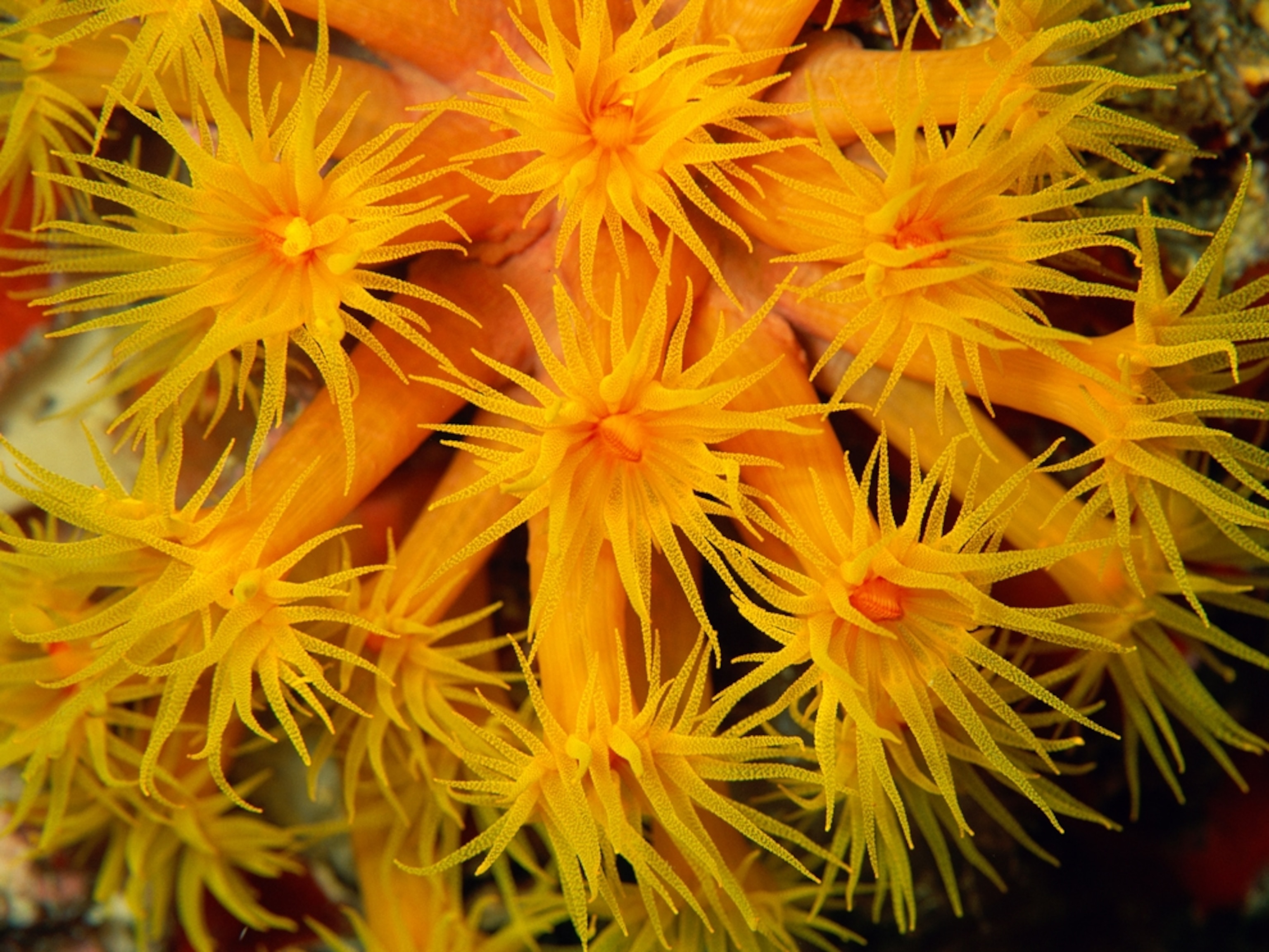 Coral Kingdom Pictures, Coral Photos, Photo Gallery, Picture Gallery ...