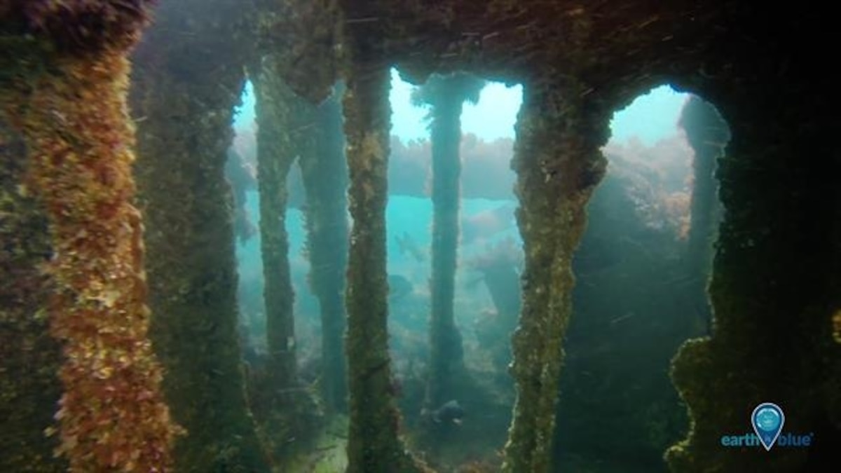 Historic Shipwreck Transformed Into Thriving Marine Refuge | National ...