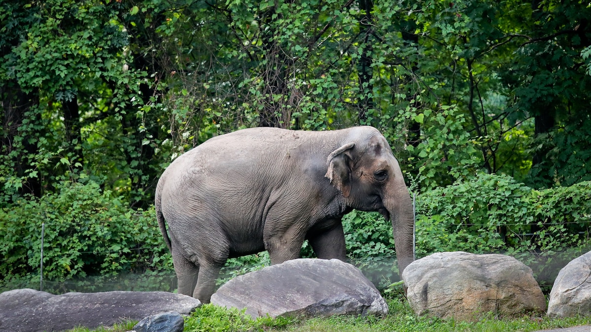 Happy the elephant is not a person, New York’s highest court rules ...