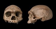 Homo Sapiens Sapiens Modern Humans Skull Homo Sapiens Sapiens Modern Humans Skull