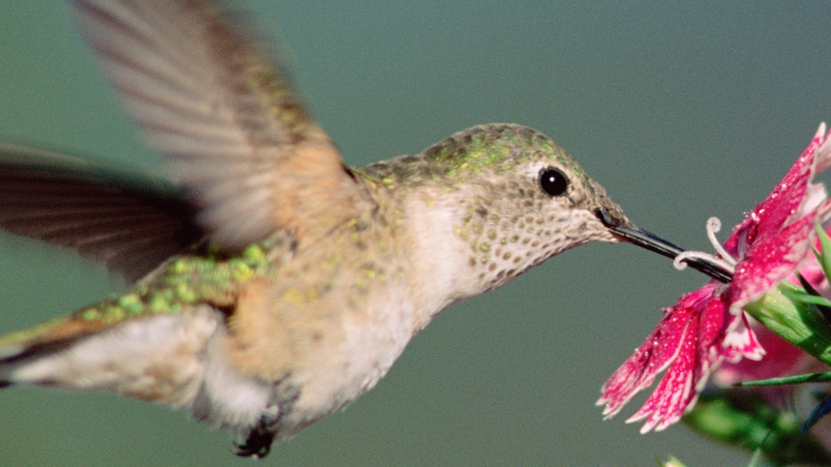 Broad-Tailed Hummingbird | National Geographic | National Geographic