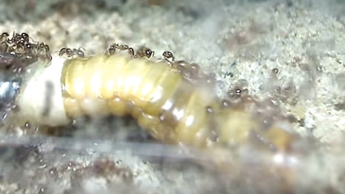 Watch a Mother Cockroach and Fire Ants Fight to the Death | National ...