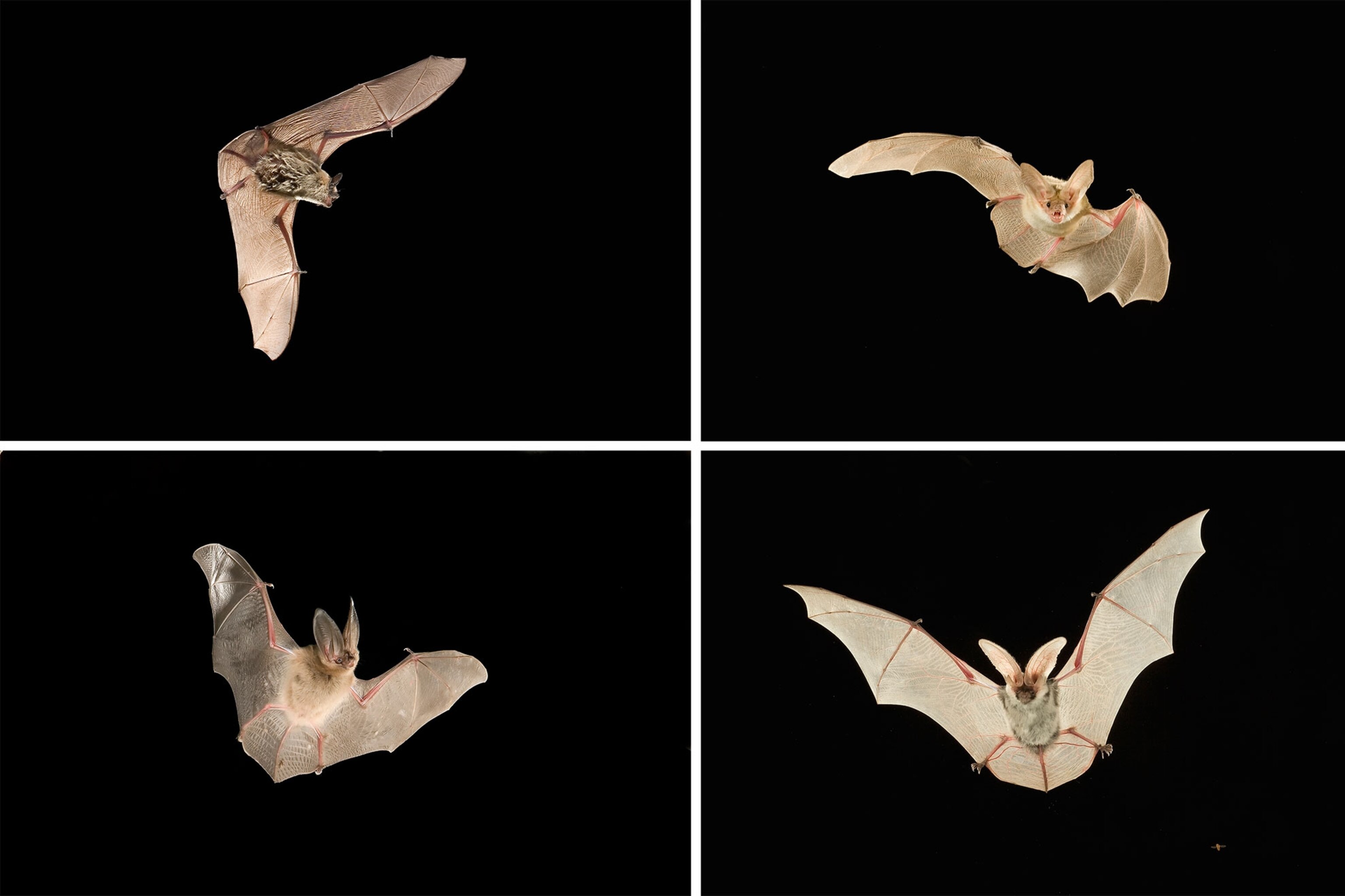 To save Yosemite’s bats, scientists need help finding them