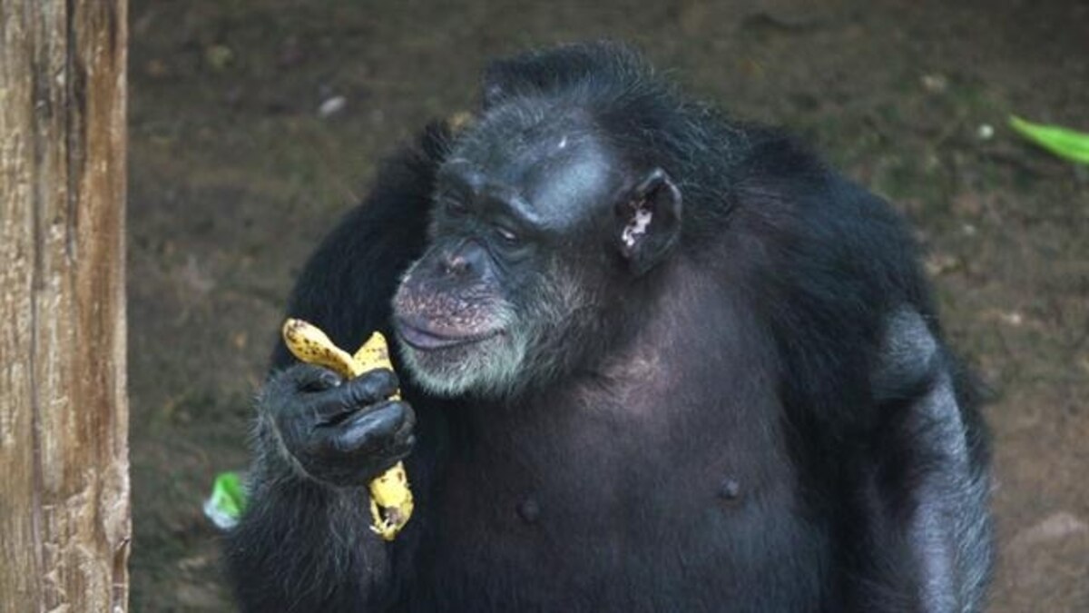 Boom in Retiring Lab Chimpanzees Fills New Sanctuaries With Apes ...