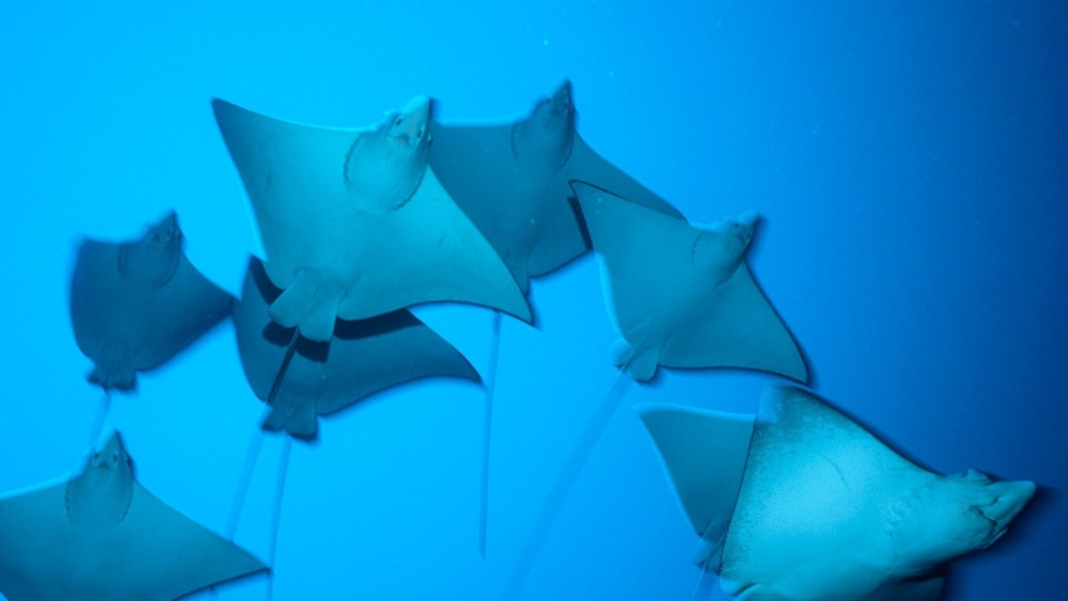 Rays | National Geographic