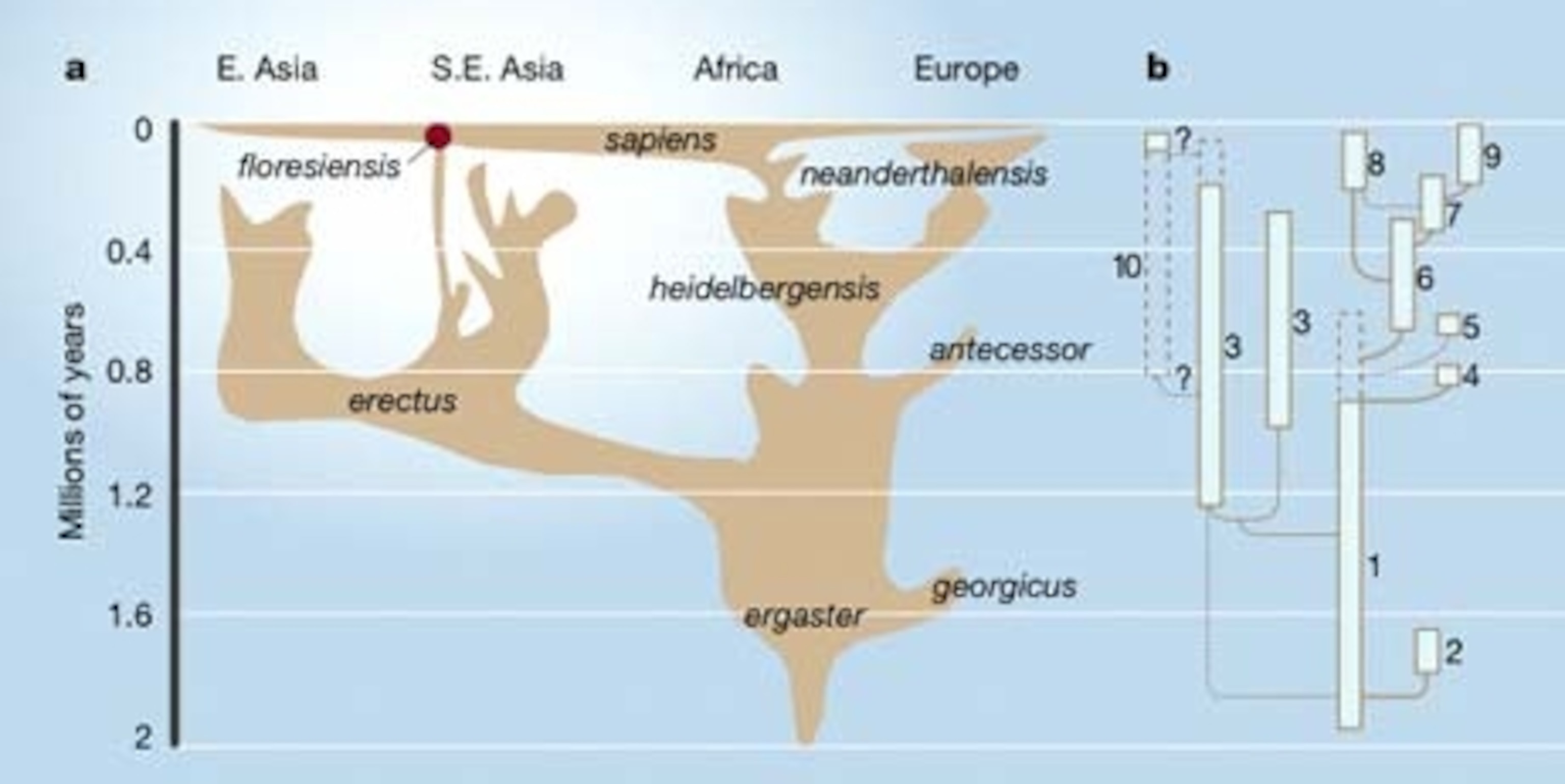 Hobbit-Like Human Ancestor Found in Asia