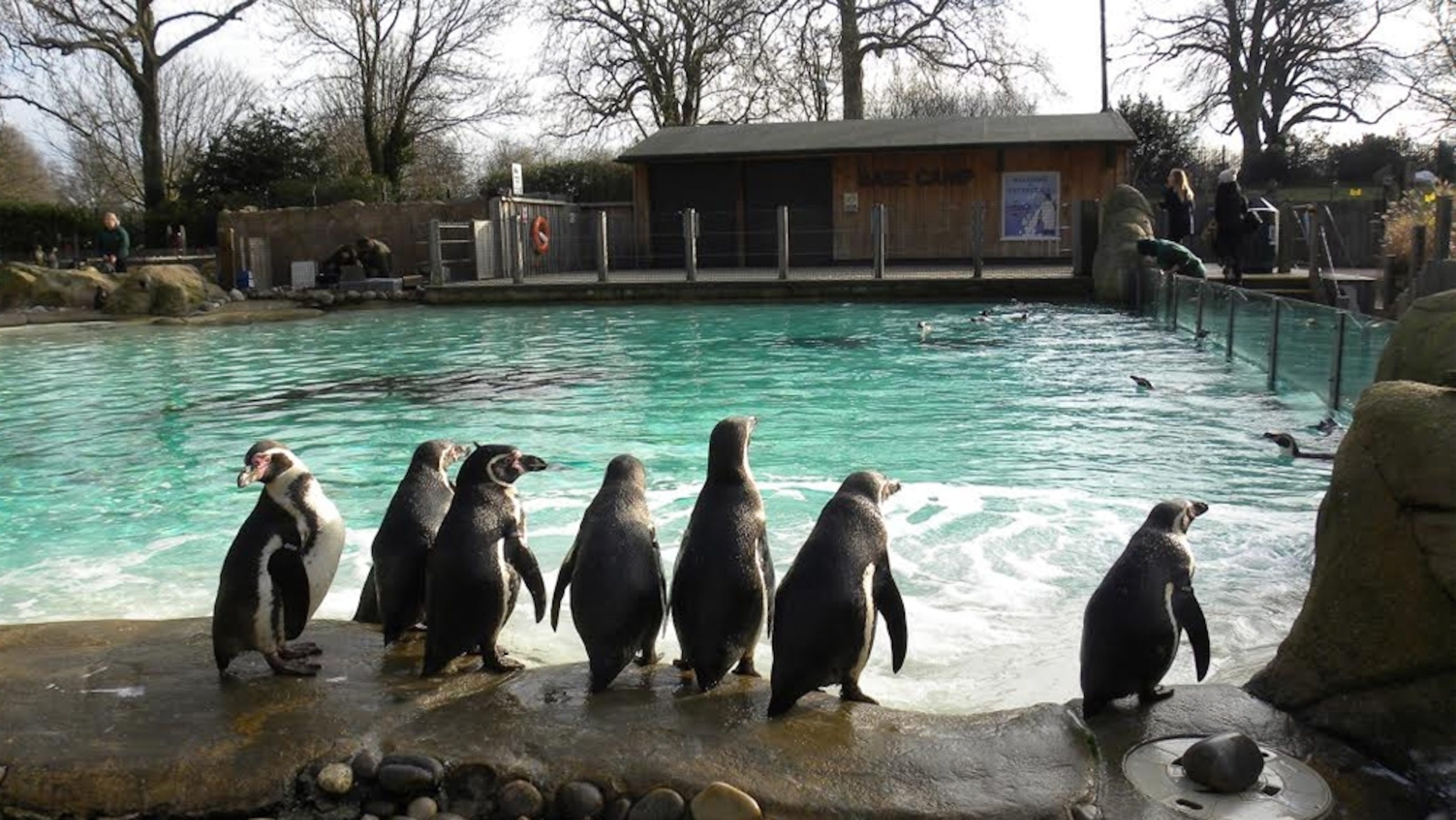 In Which I Visit a Penguin Experiment and Hilarity Ensues