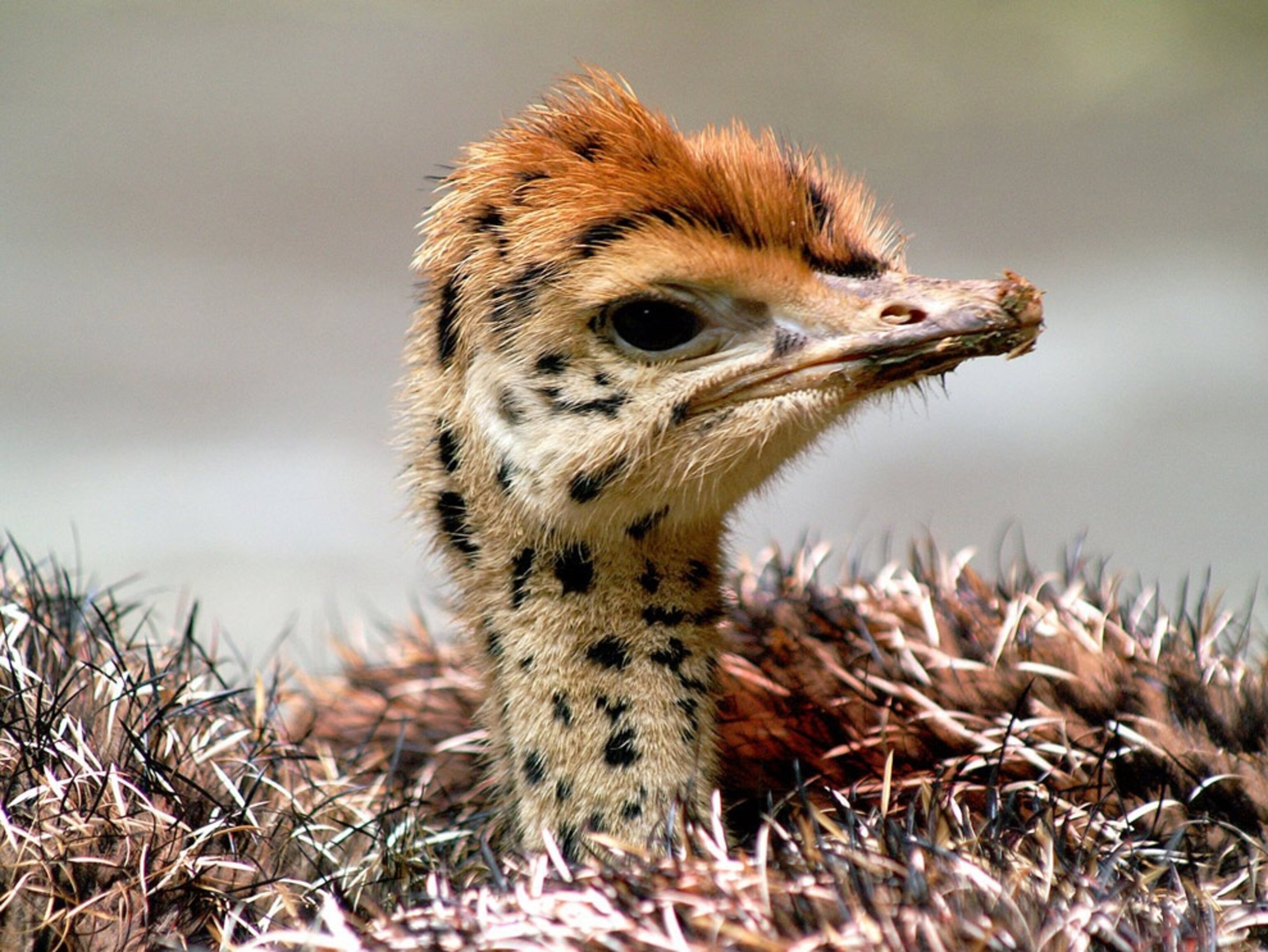 Flightless Bird Pictures - National Geographic