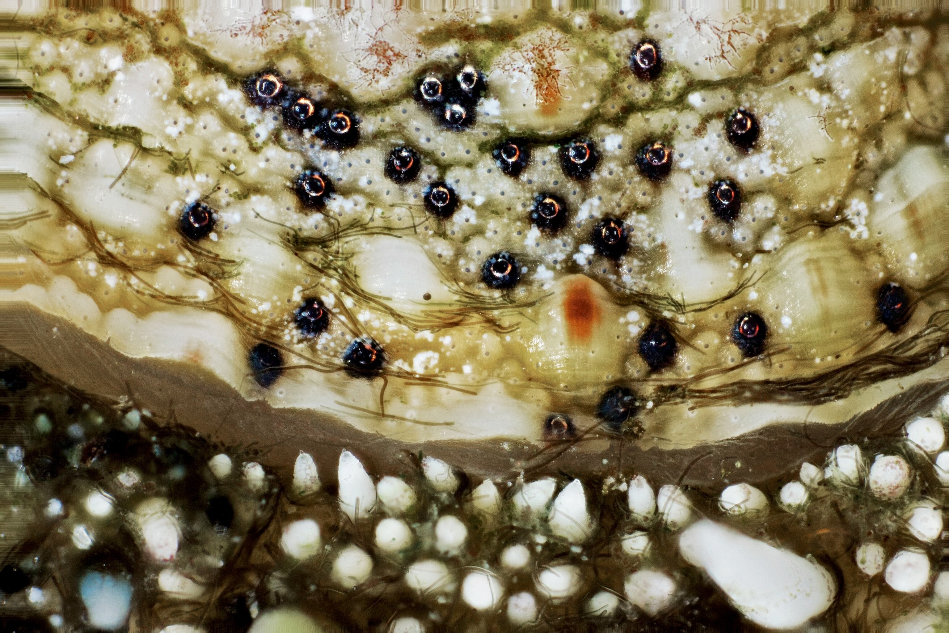 Inside the Eye: Nature’s Most Exquisite Creation